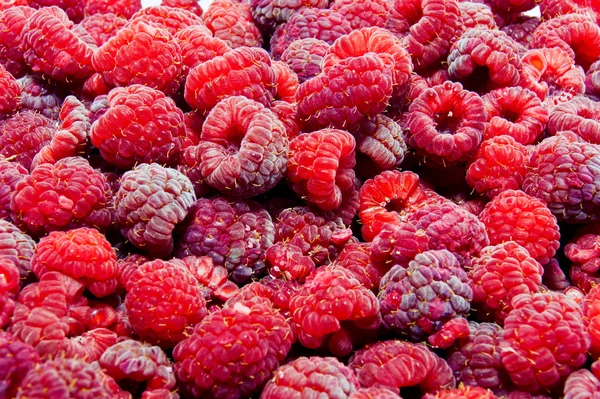 Raspberry trees Stock Photos, Royalty Free Raspberry trees Images ...