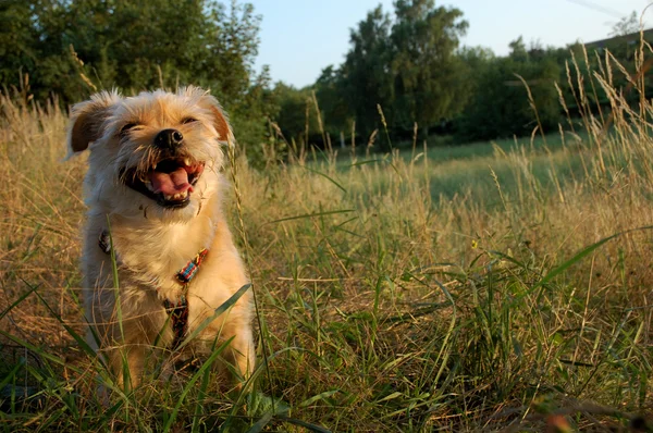 Laughing dog Stock Photos, Royalty Free Laughing dog Images | Depositphotos