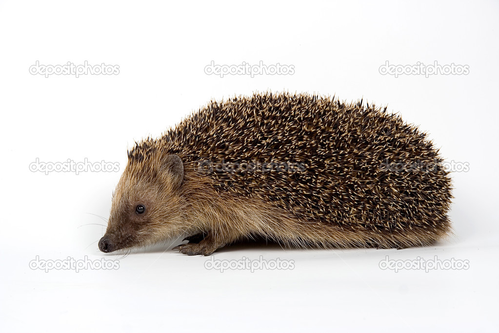 Hedgehog a white background Stock Photo by ©arfzoom 28428893