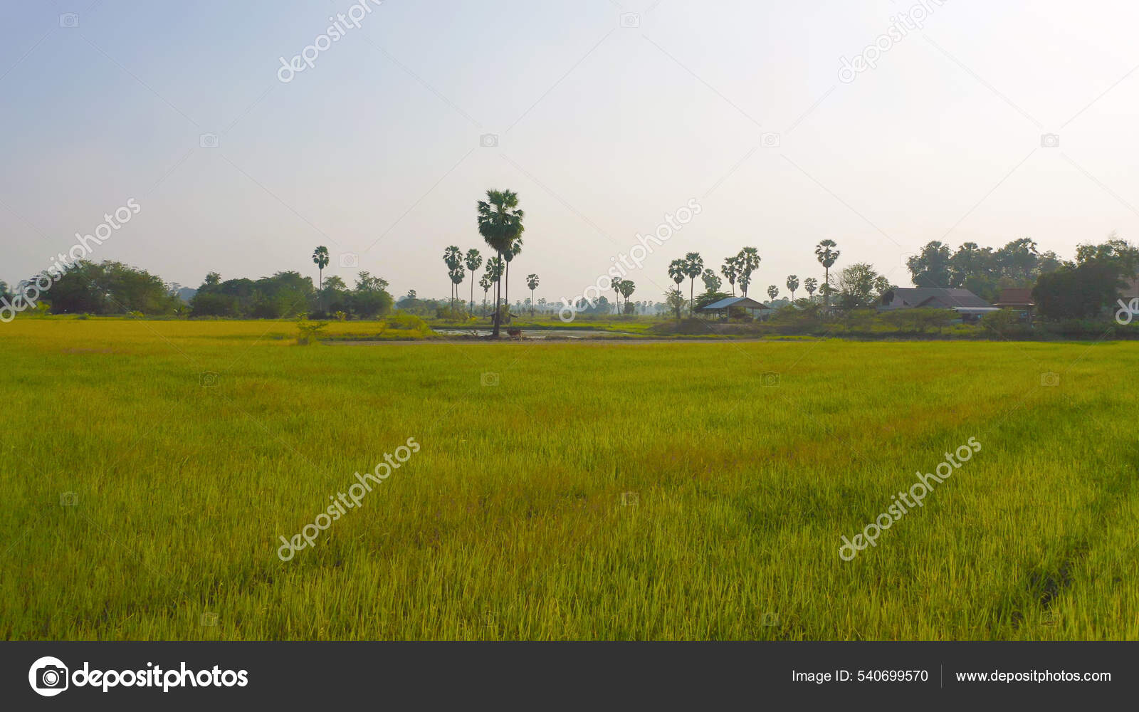 Aerial Top View Dong Tan Trees Green Rice Field National — Stock Photo ...