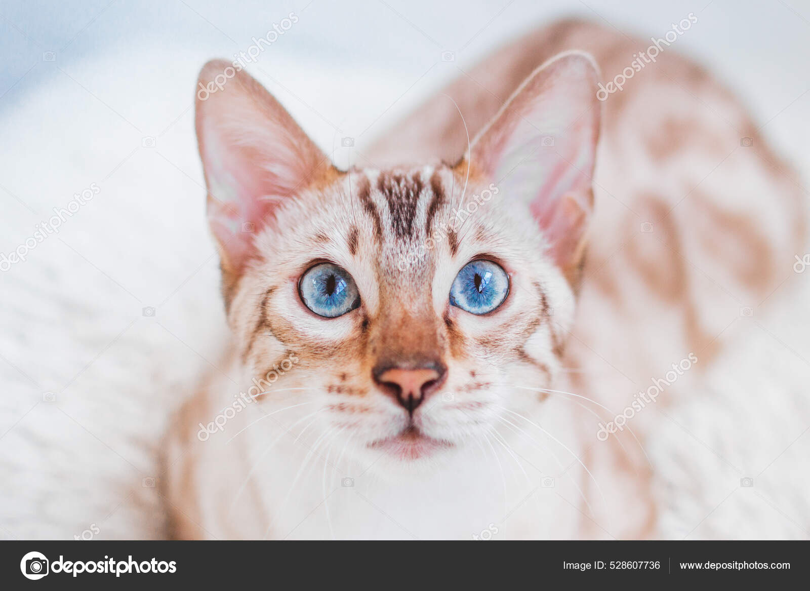 White Bengal Cat With Blue Eyes
