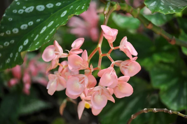 Pink Datura Flowers — Stock Photo © EBFoto #118285624
