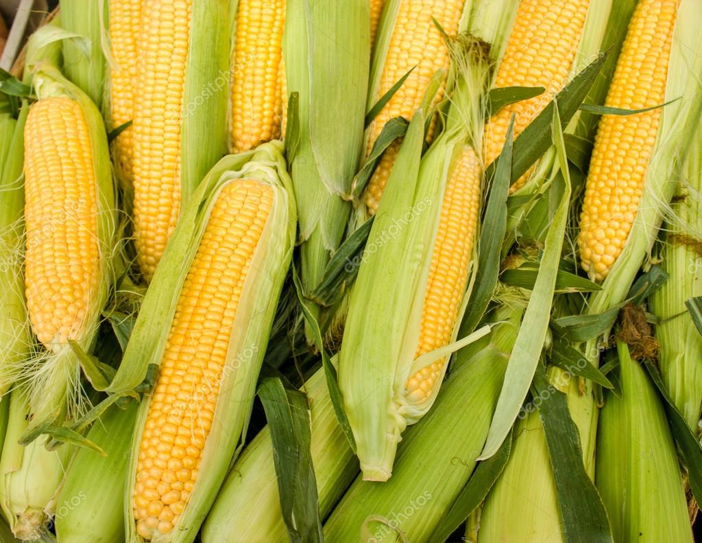 Fresh corn on cob — Stock Photo © lola19 #24286707 Fresh corn on cob — Stock Photo © lola19 #24286707