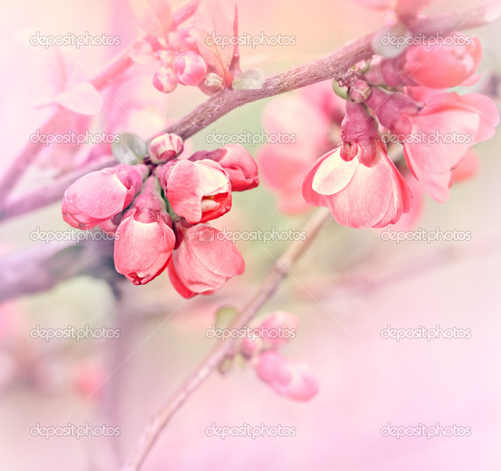 Flowering in spring - Budding bud - Flowering fruit tree Stock Photo by ...