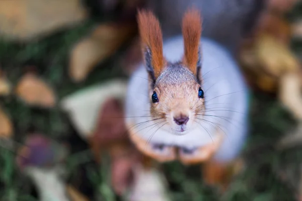 Anyting To Bite? - Stock Image - Everypixel