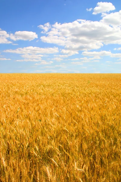 Wheat — Stock Photo © ArchManStocker #13327281