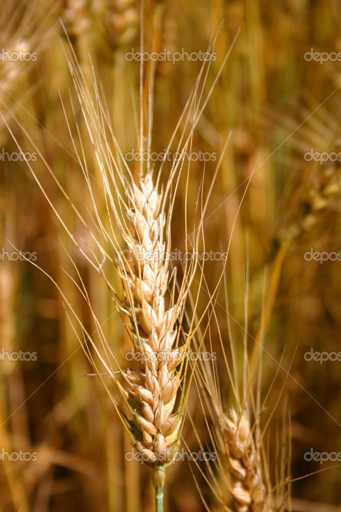Wheat — Stock Photo © ArchManStocker #13327281
