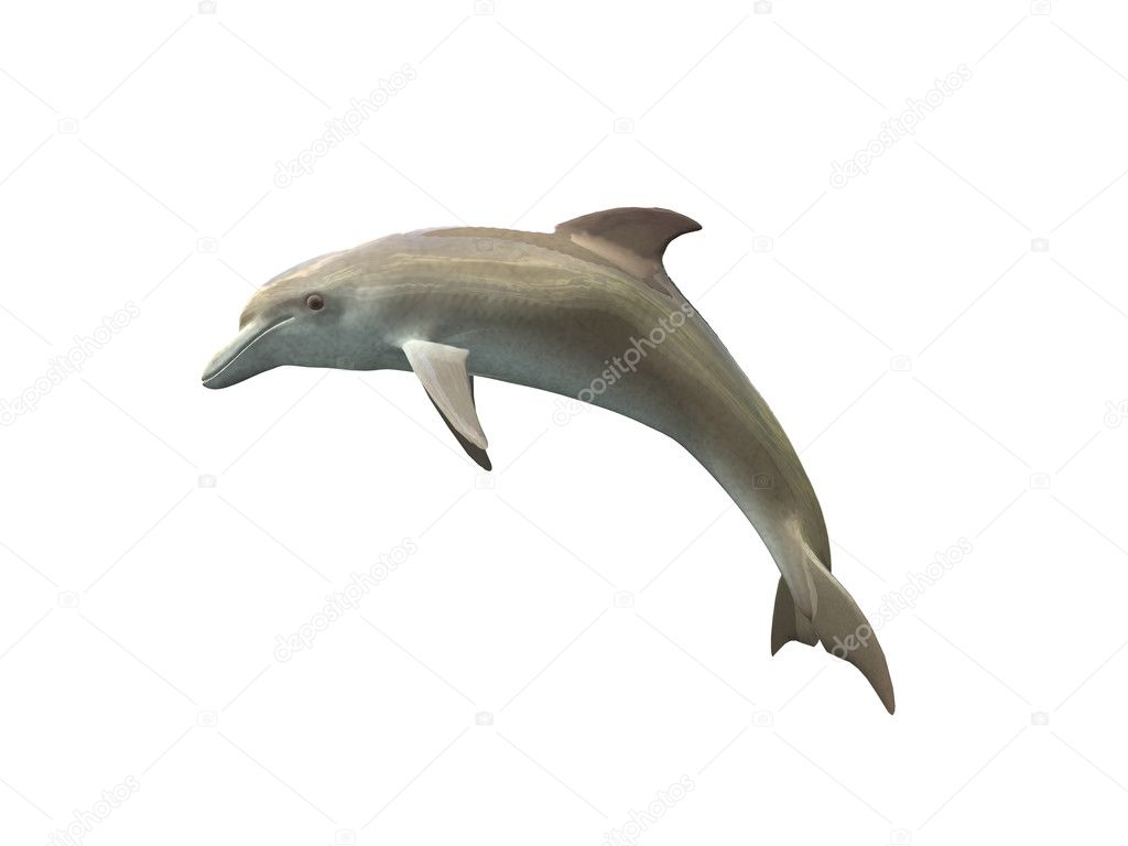 Dolphin isolated on a white background Stock Photo by ©ArchManStocker ...