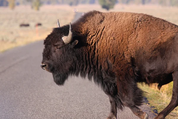 Escala nacional de bison Stock Photos, Royalty Free Escala nacional de ...