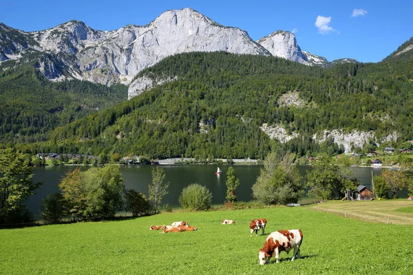 Fotos de Alpine dairy farming, Imagens de Alpine dairy farming sem ...