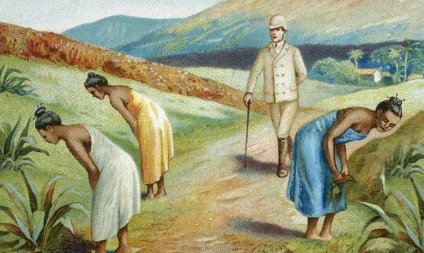 Colonial slaves Stock Photos, Royalty Free Colonial slaves Images ...