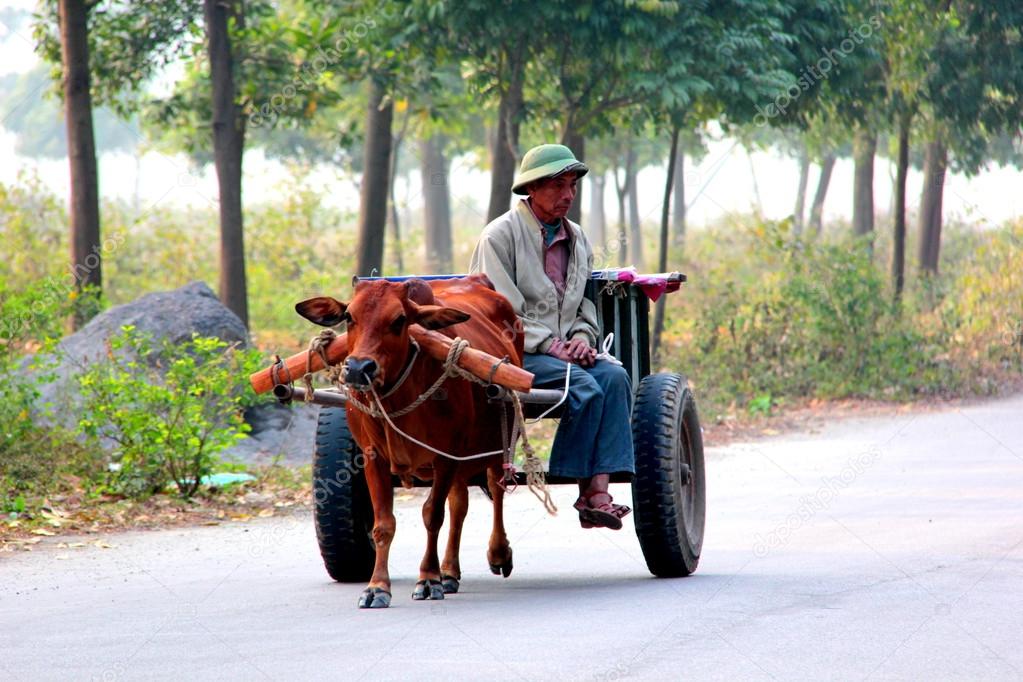 Cattle Pulling Wagon