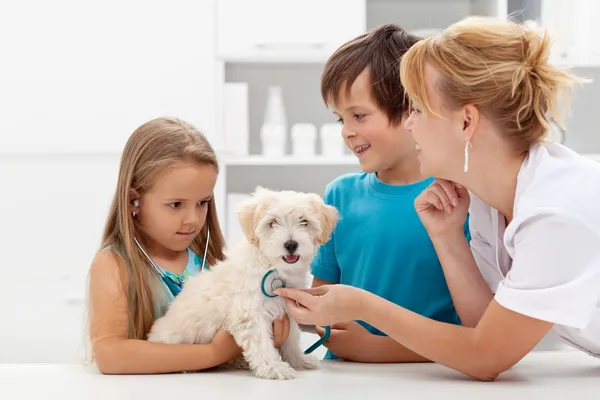 Child vet Stock Photos, Royalty Free Child vet Images | Depositphotos