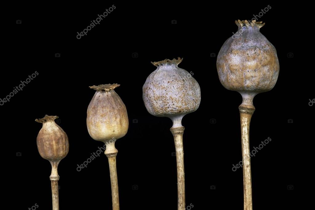 Poppyhead Stock Photo by ©myslitel 41223719