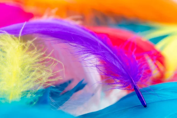 Goose feathers Stock Photos, Royalty Free Goose feathers Images ...