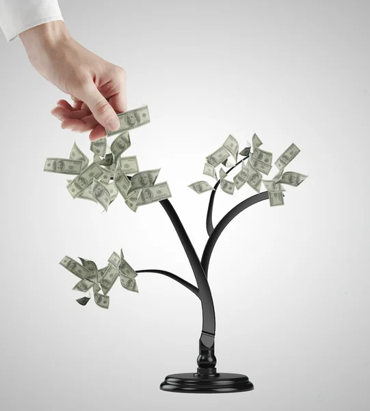 Hand take bill from money tree — Stock Photo © robertsrob #69231151