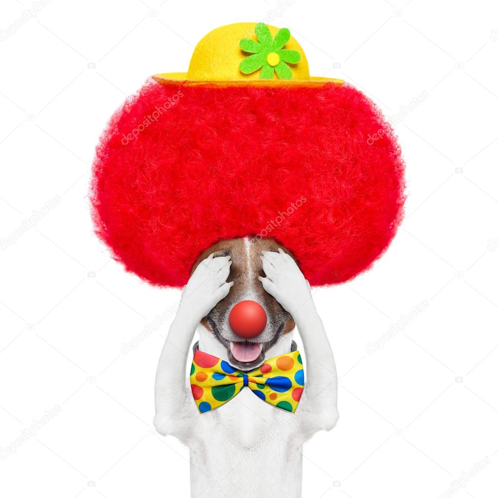 Clown dog with red wig and hat Stock Photo by ©damedeeso 16270375