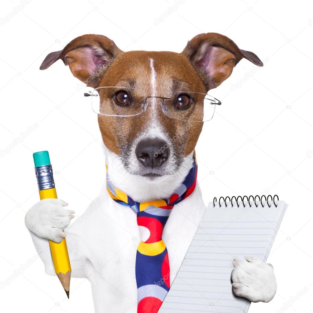 Secretary dog Stock Photo by ©damedeeso 19380239