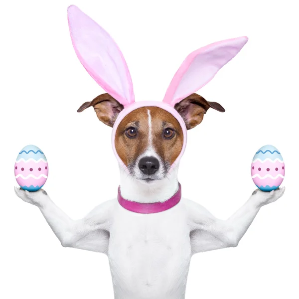 Easter dog Stock Photos, Royalty Free Easter dog Images | Depositphotos