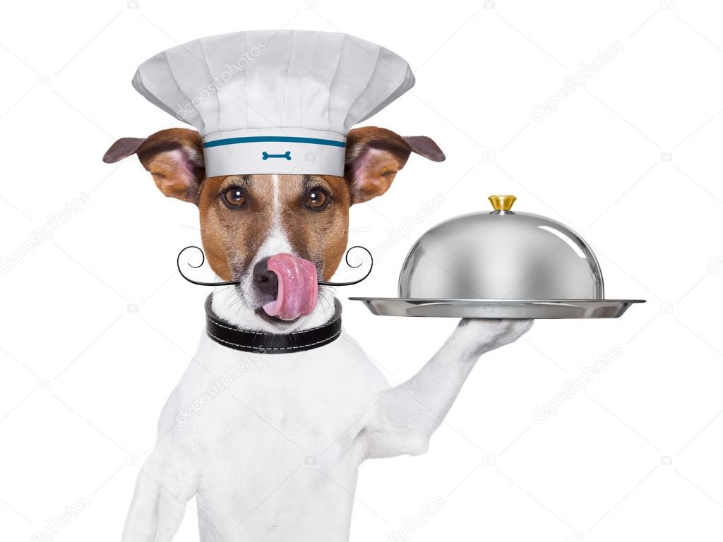 Dog cook chef Stock Photo by ©damedeeso 22703885