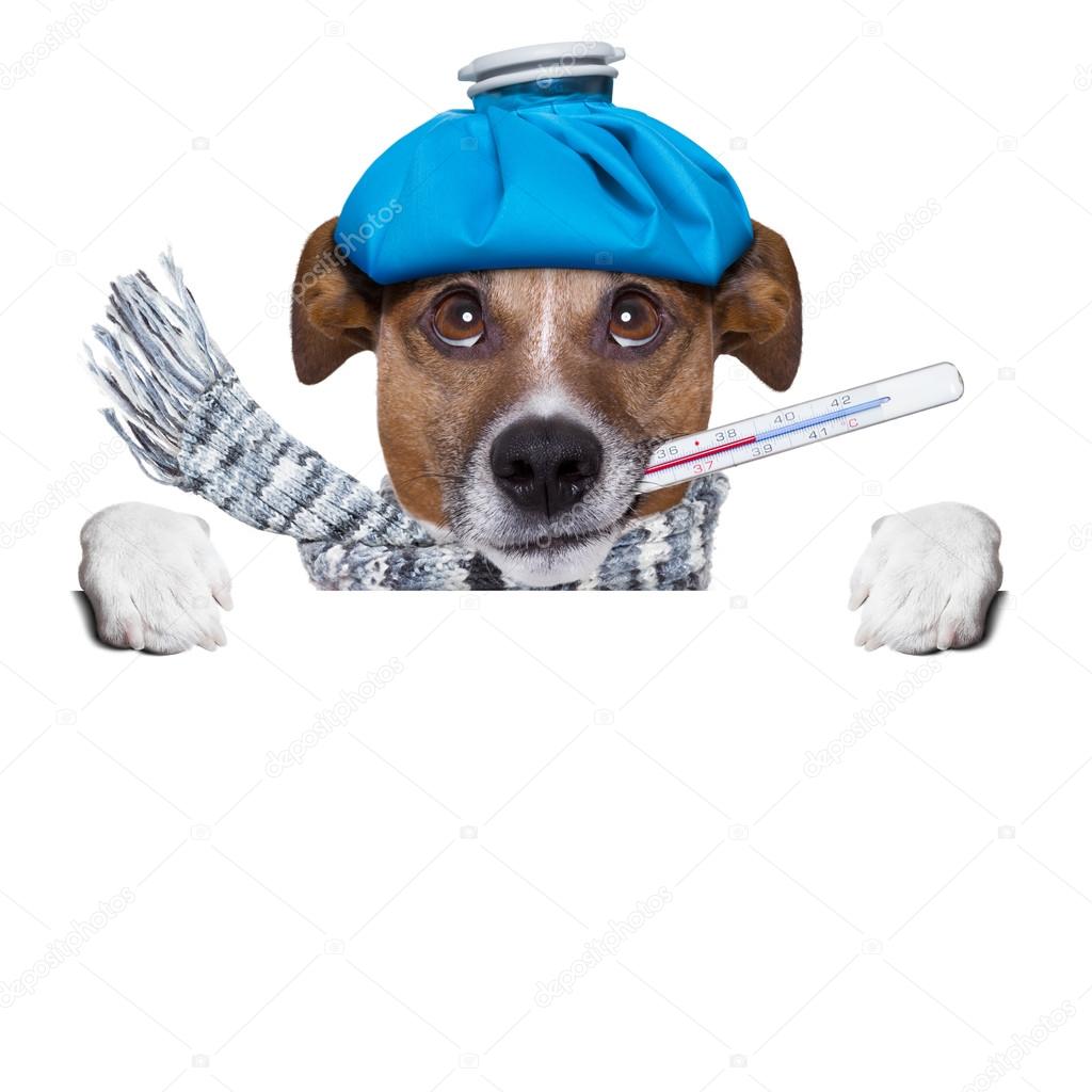 Funny Sick Dog Pictures