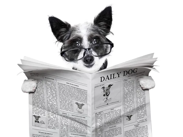 Dog reading newspaper ⬇ Stock Photo, Image by © damedeeso #8634620