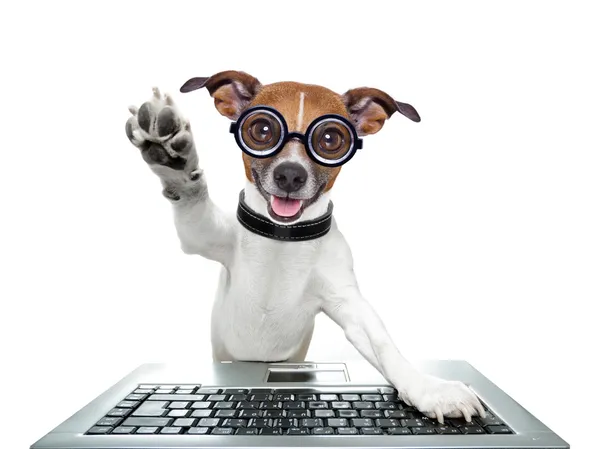 Computer dog Stock Photos, Royalty Free Computer dog Images | Depositphotos