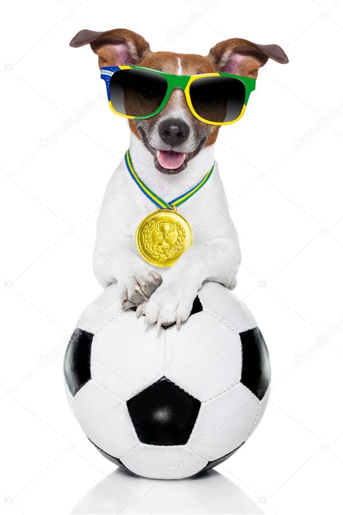 Brazil fifa world cup dog Stock Photo by ©damedeeso 43068537