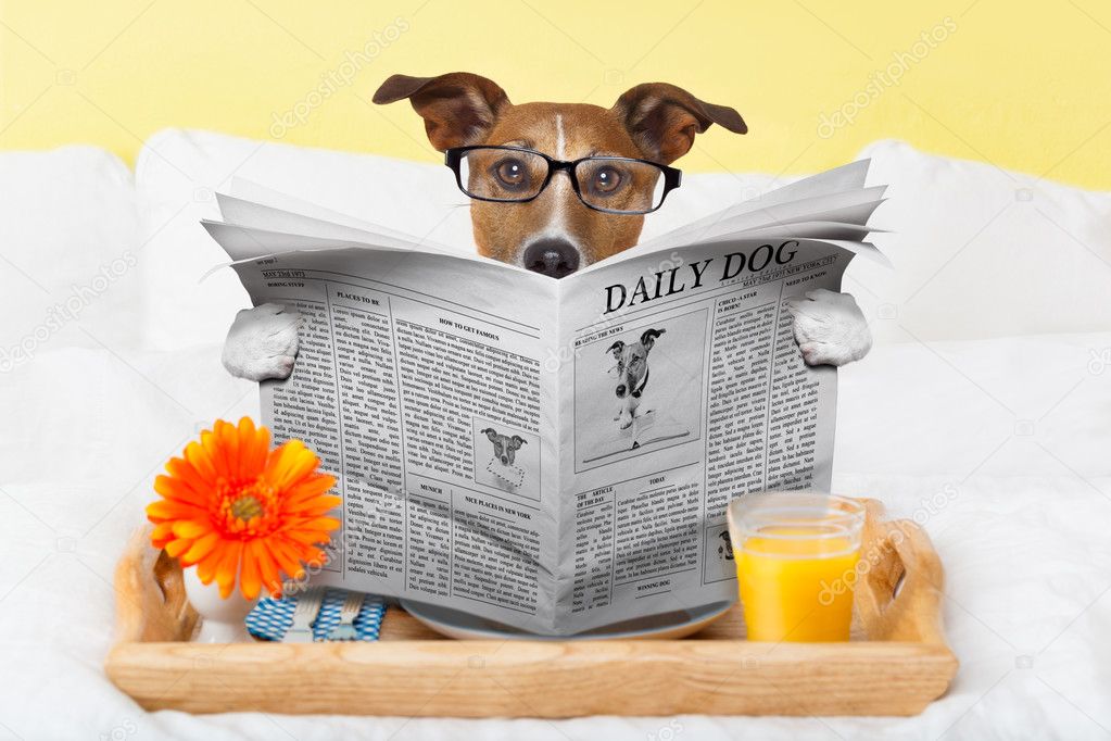 Dog reading newspaper Stock Photo by ©damedeeso 48158173