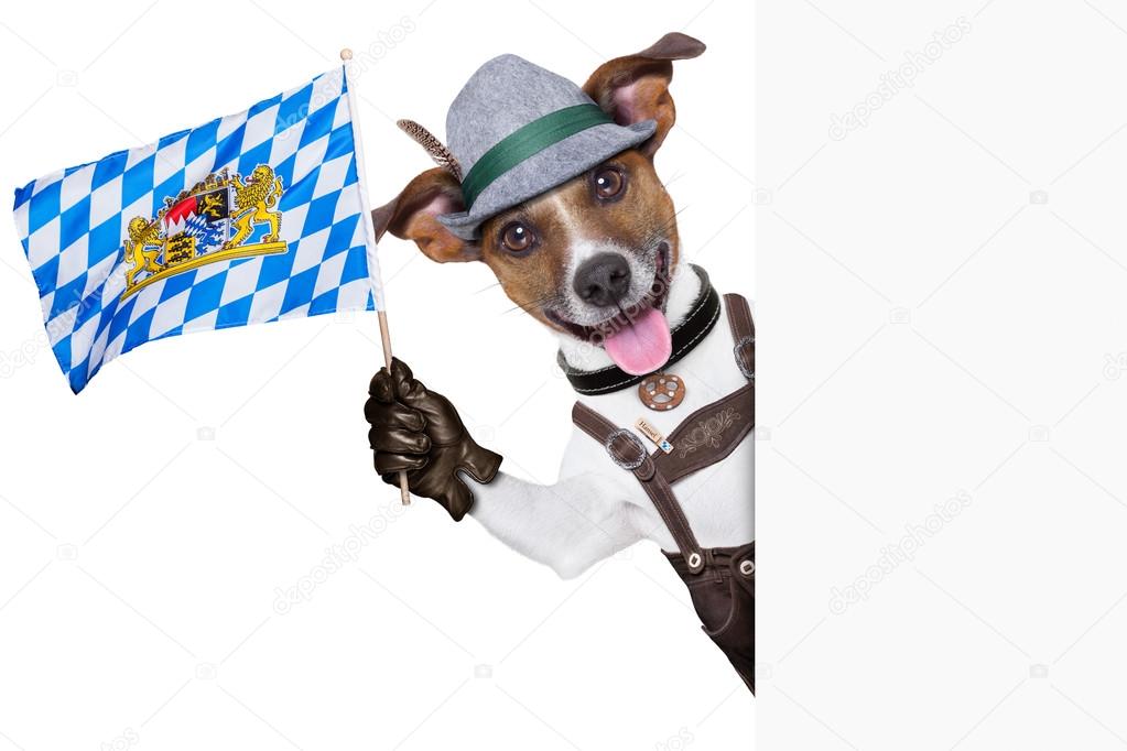 Bavarian dog Stock Photo by ©damedeeso 49000415