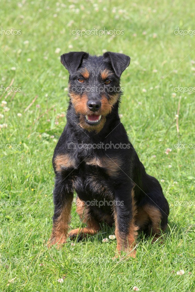 German Hunting Terrier — Stock Photo © CaptureLight #18878433