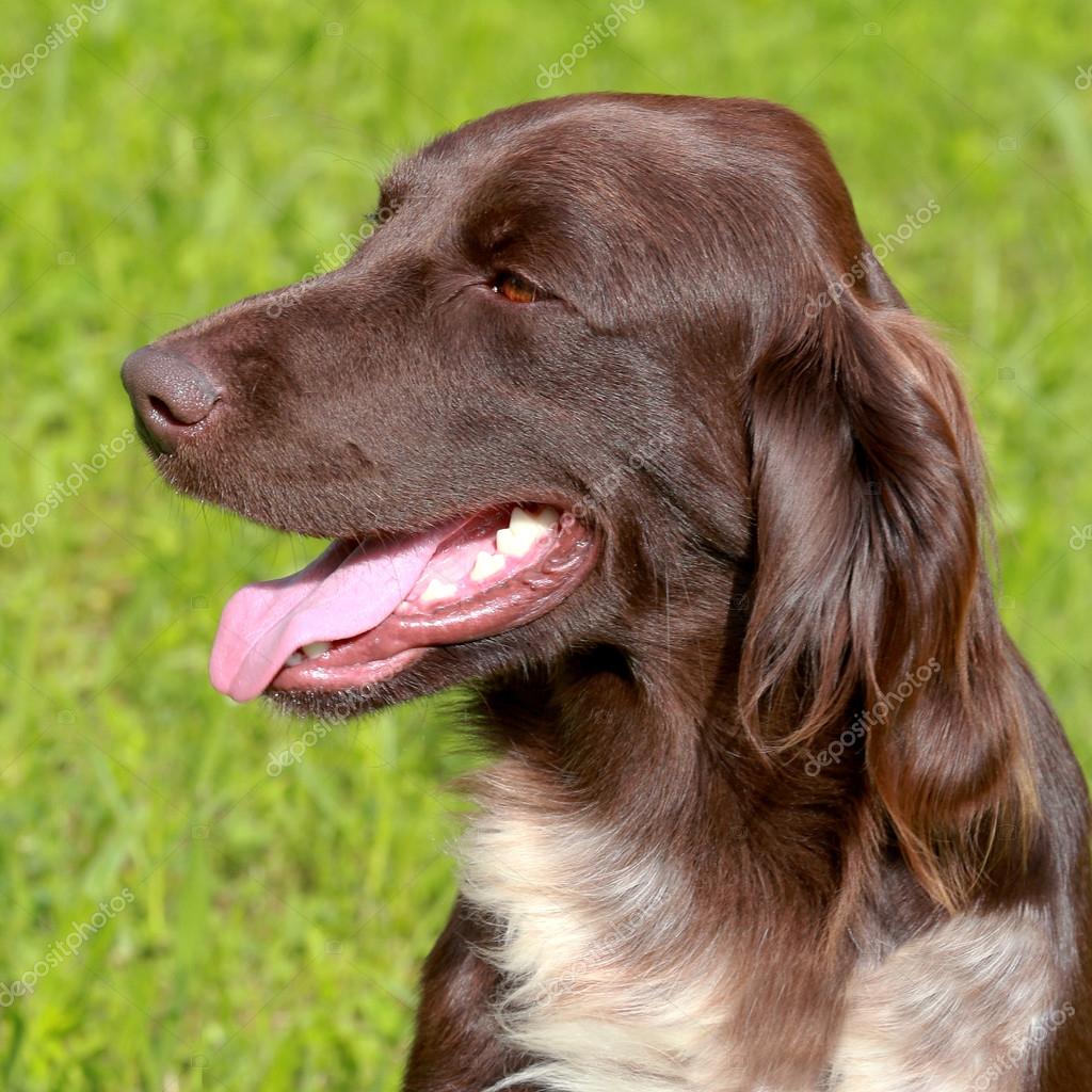 Irish Setter Pointing
