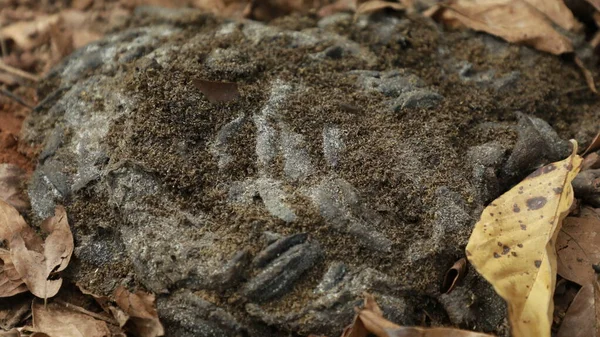 Civet poop Stock Photos, Royalty Free Civet poop Images | Depositphotos