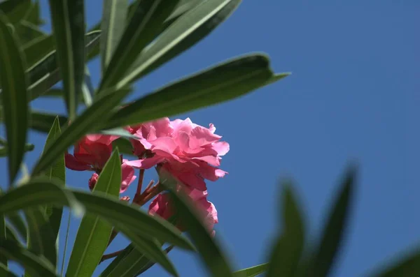 Blue Oleander Flower
