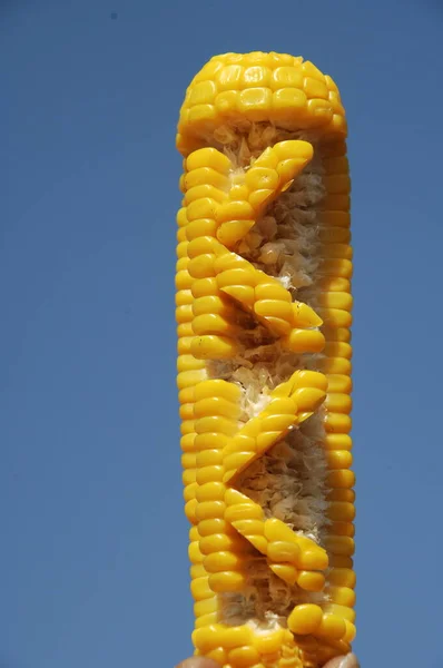 Corn rake Stock Photos, Royalty Free Corn rake Images | Depositphotos