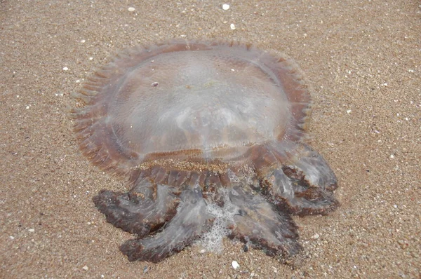 Meduse brune Stock Photos, Royalty Free Meduse brune Images | Depositphotos