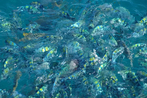 Fishes Breeding In Fish Tank - Stock Image - Everypixel