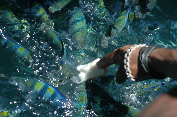 Fishes Breeding In Fish Tank - Stock Image - Everypixel