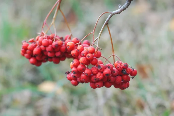 Spiraea japonica fruits Stock Photos, Royalty Free Spiraea japonica ...