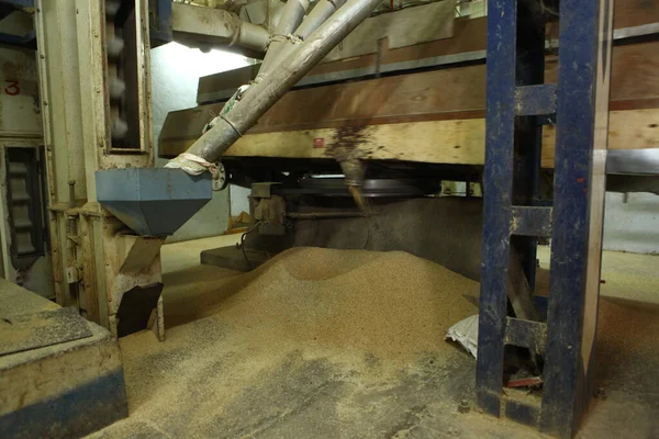 Rice at a rice mill - Stock Image - Everypixel