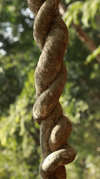 Double helix tree Stock Photos, Royalty Free Double helix tree Images ...