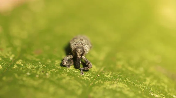 Insecte rampant Stock Photos, Royalty Free Insecte rampant Images ...