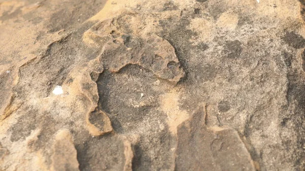 Pata de dinossauro Stock Photos, Royalty Free Pata de dinossauro Images ...