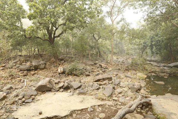 Forest india river Stock Photos, Royalty Free Forest india river Images ...