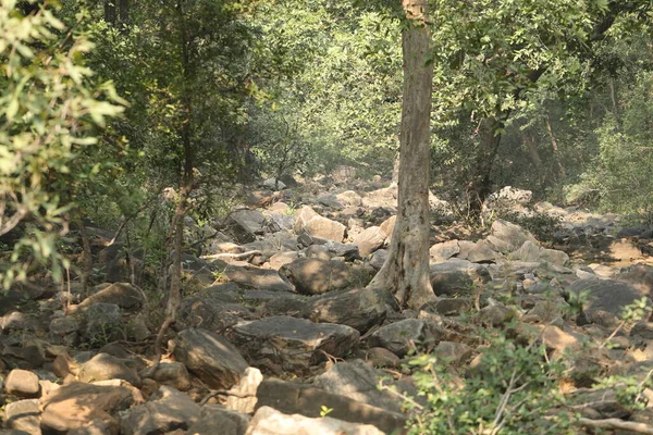 Forest india river Stock Photos, Royalty Free Forest india river Images ...