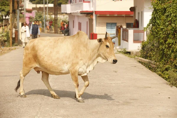 India street cow Stock Photos, Royalty Free India street cow Images ...