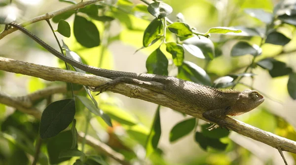 Sugar glider branch Stock Photos, Royalty Free Sugar glider branch ...