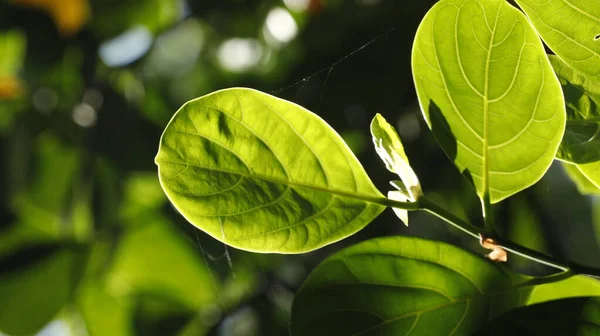 Indian Medicated Plant Leaf Macro Shot Stock Photo by ©rajastills 610872362