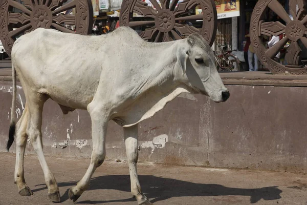 Abate vaca Stock Photos, Royalty Free Abate vaca Images | Depositphotos