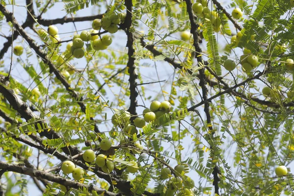 Marula fruit Stock Photos, Royalty Free Marula fruit Images | Depositphotos